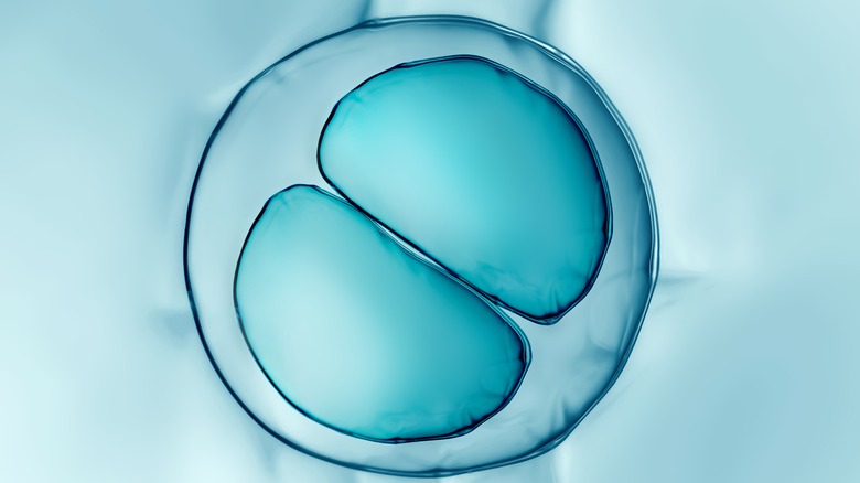 What happens to your body when you go through chemotherapy?