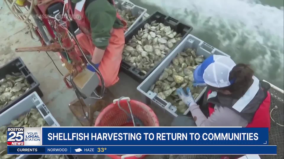 From harbor to table: Hingham, Winthrop, and Hull residents soon able ...
