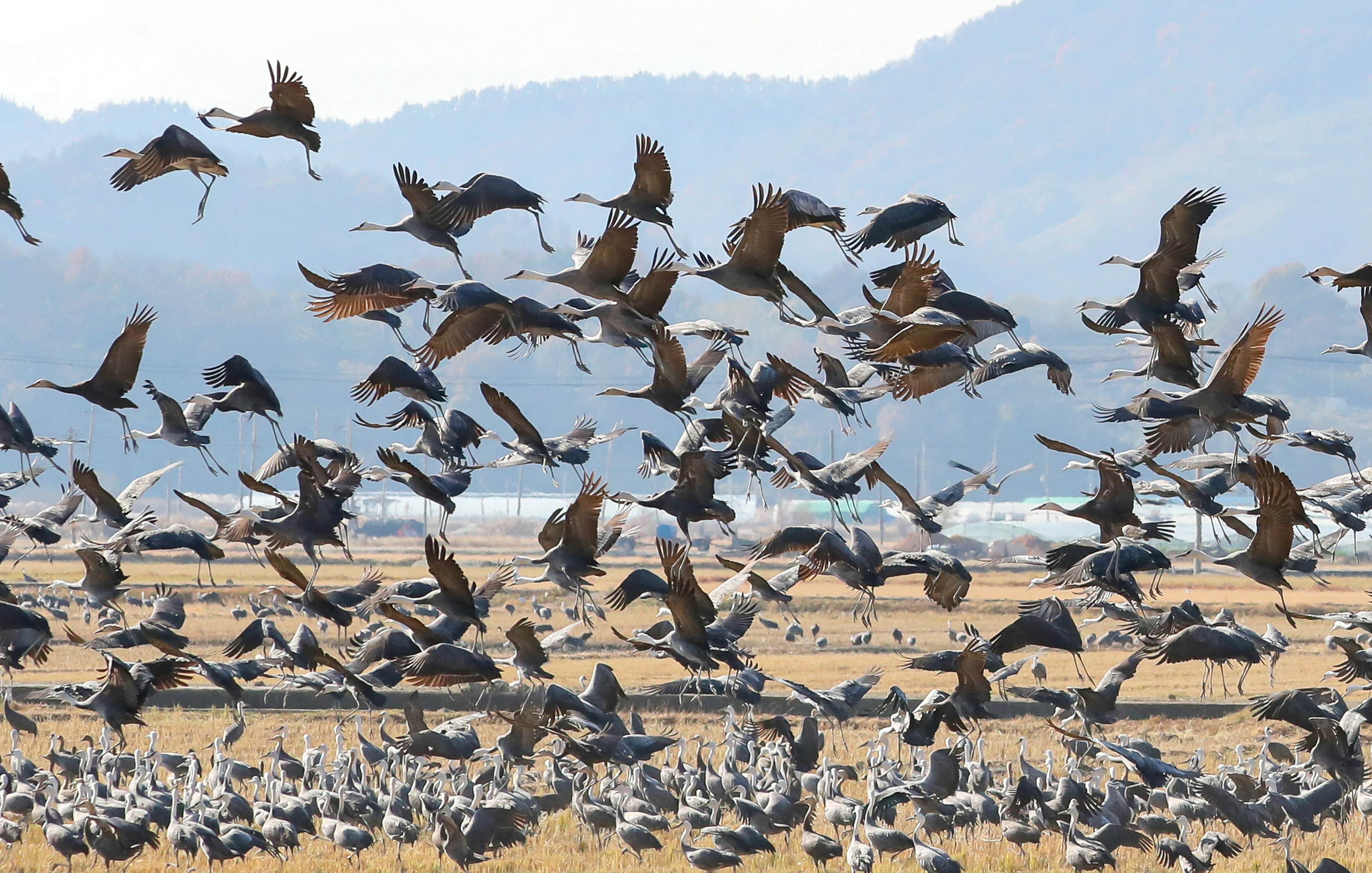 Agriculture Ministry boosts quarantine as migratory birds bring AI risk