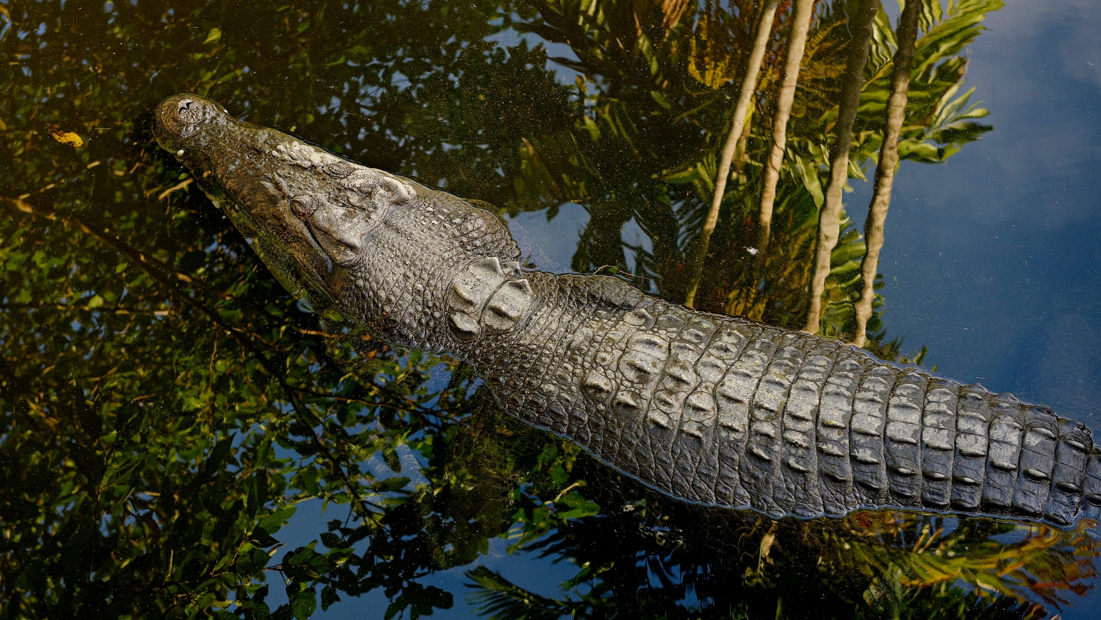 NT rangers capture croc a day in first week of new year, after more ...