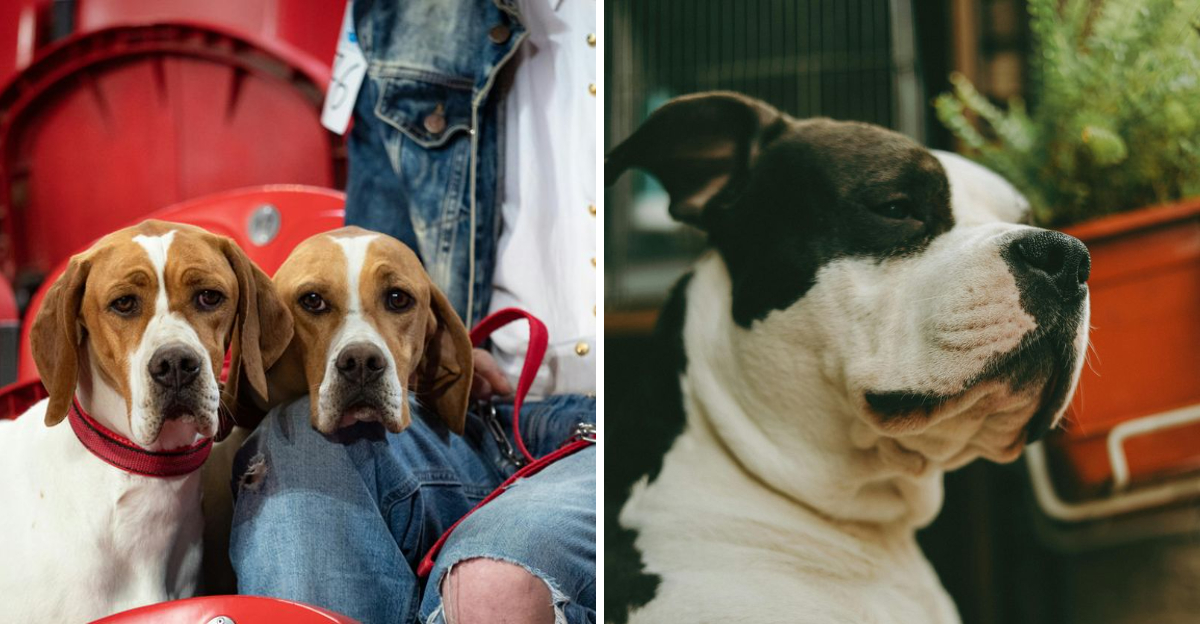 Super cool dog breeds from the United States