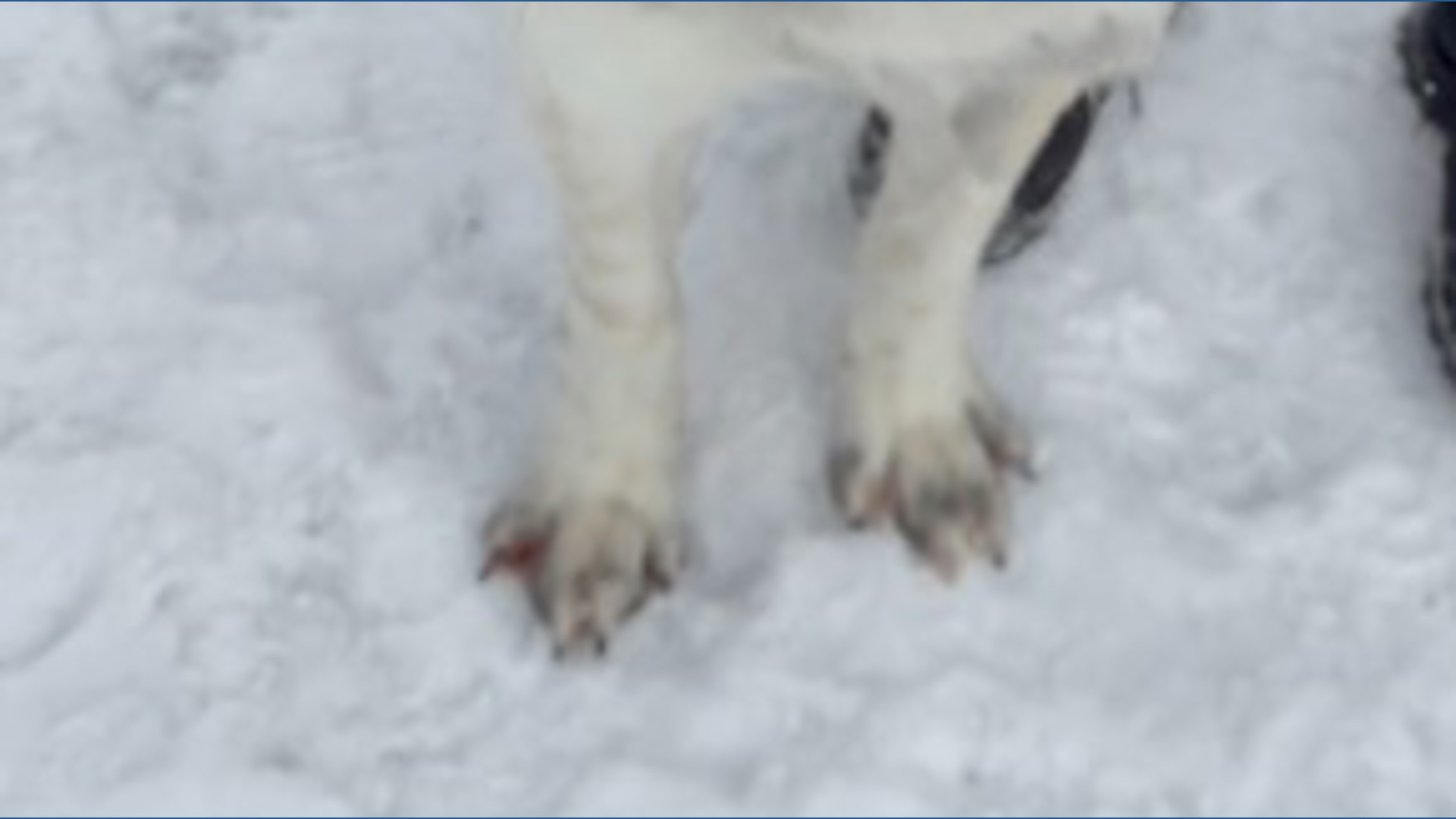 16 to the Rescue sneak peek: Freya