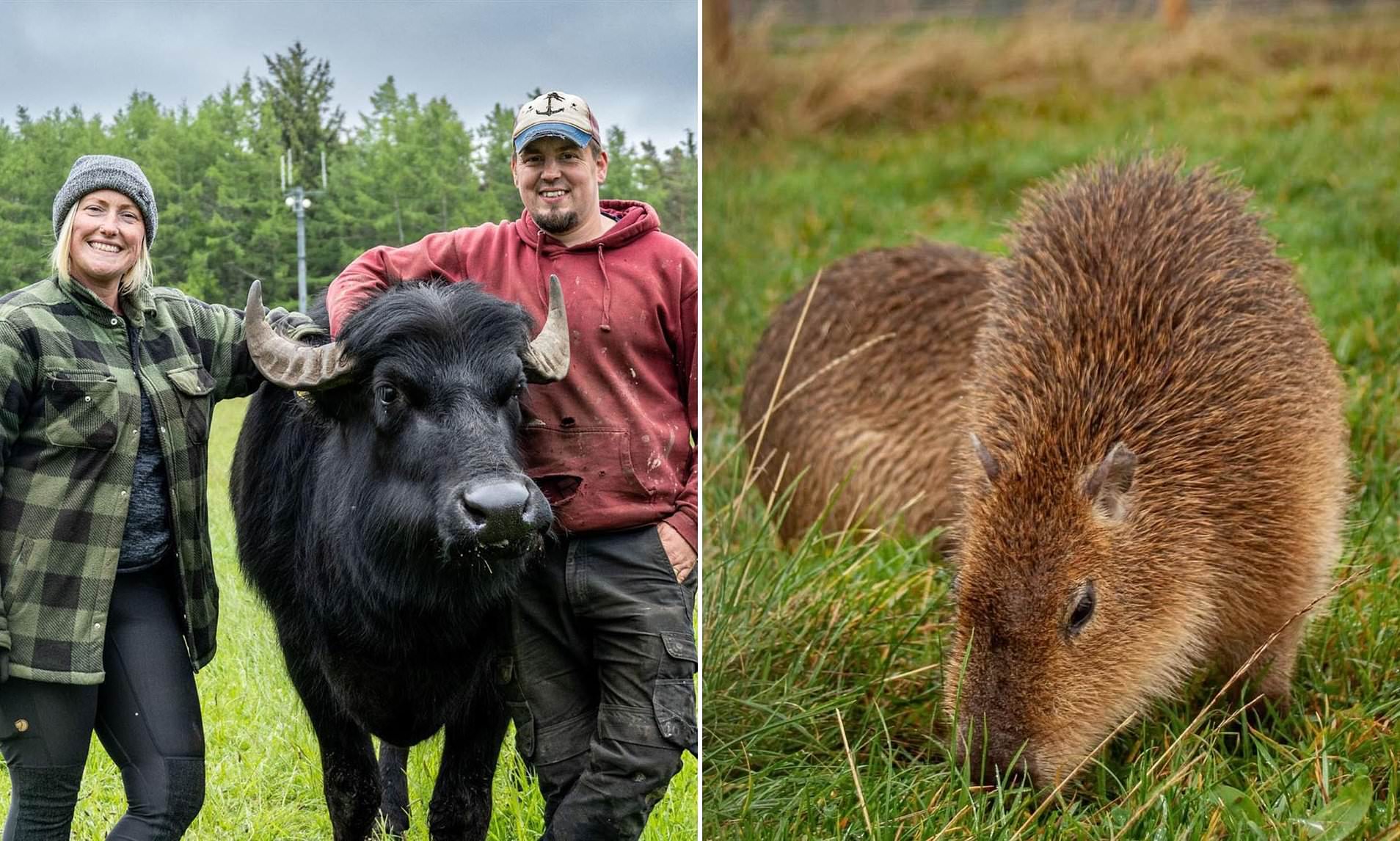 Who has stolen our capybaras? Farmer's desperate bid to find exotic pets