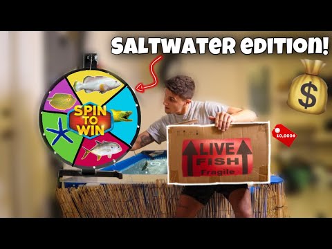 Letting the wheel decide our saltwater catch
