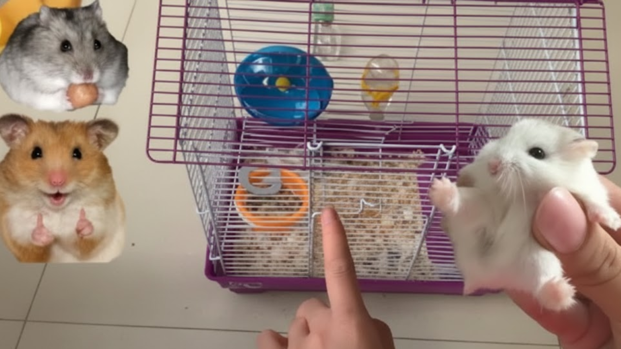 Tips mudah membersihkan kandang hamster yang membuatnya menyenangkan
