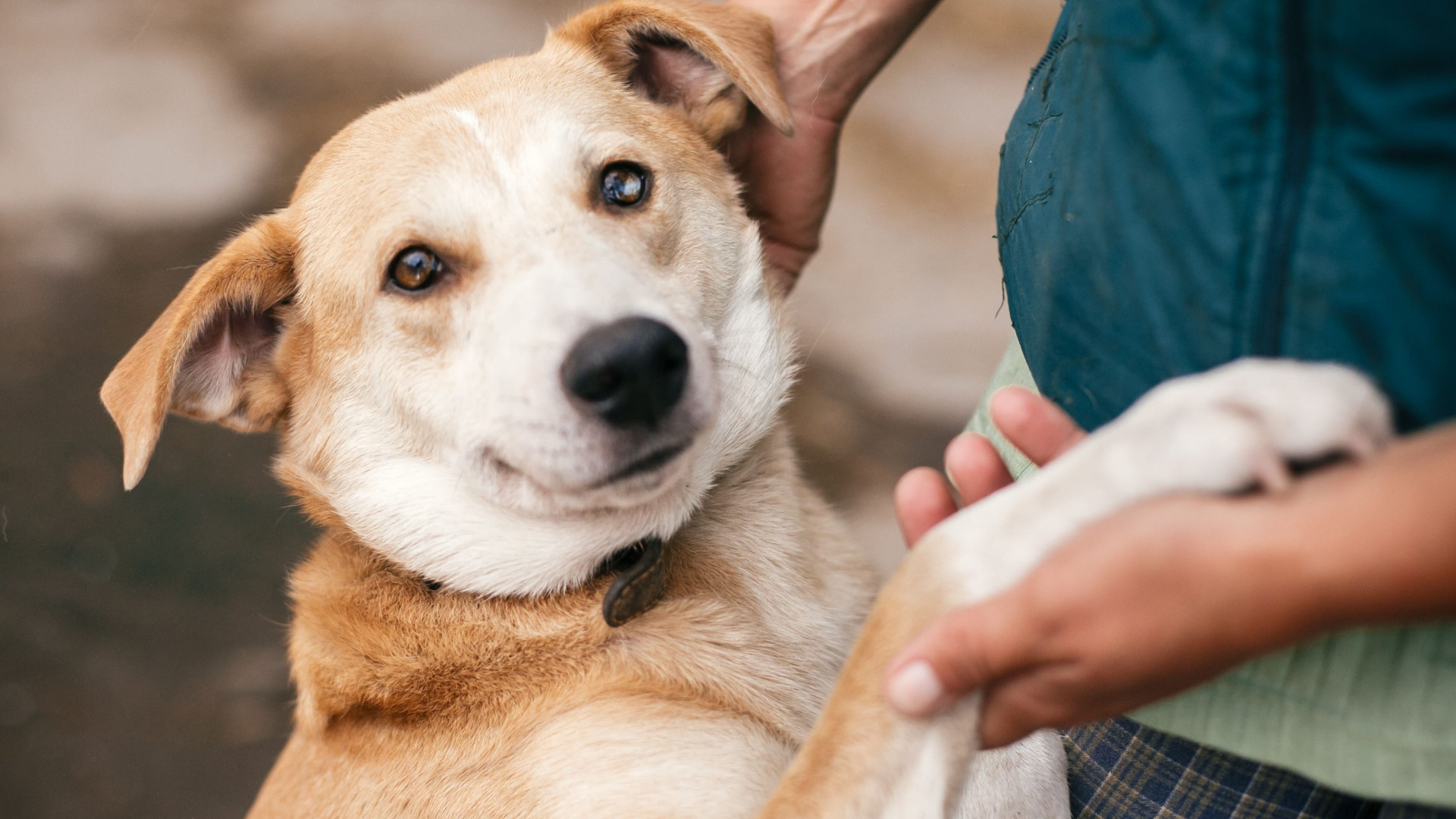 10 dog behaviours that shift when their person is unwell