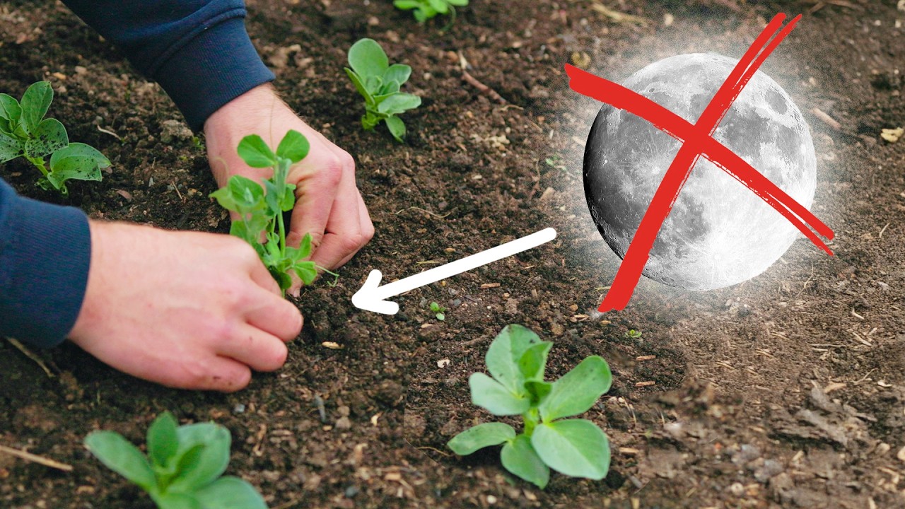 Why I don't follow moon planting (practical reason only)