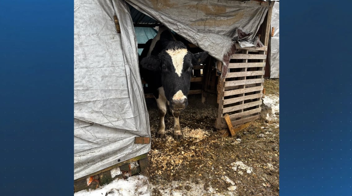 150 animals removed from poor conditions at Hadley property