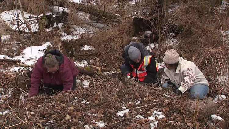 Lizard spotted near Marshalls Creek raises concern for local wildlife ...