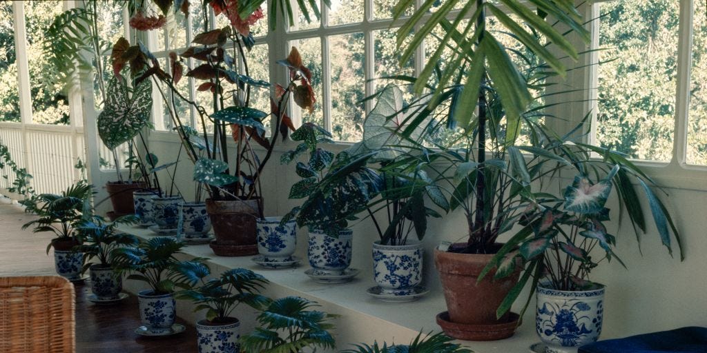 The best low-light houseplants that instantly brighten any space