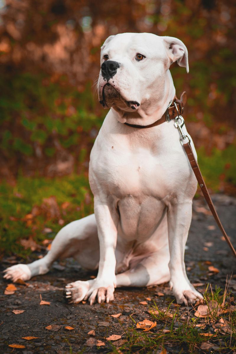 Super cool dog breeds from the United States