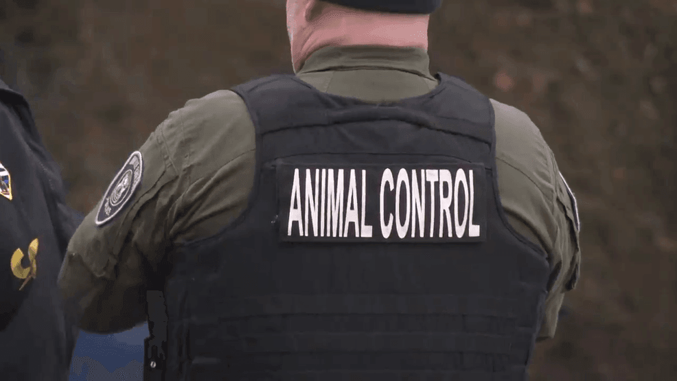 Dozens of animals removed from Bedford Township rescue amid neglect ...