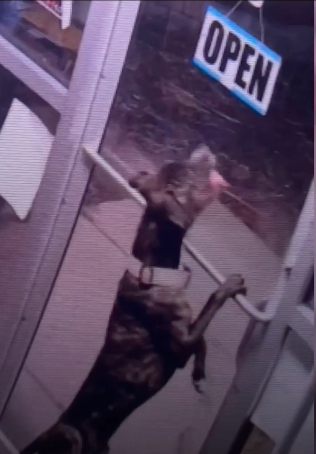 'Very, very smart' dog opens 2 different doors in wild shelter escape ...