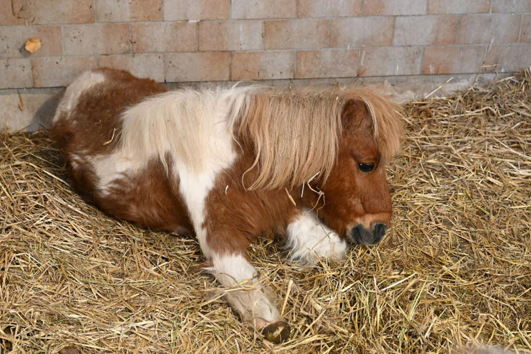 Verein mit Herz bewahrt Pferde vor dem Schlachter