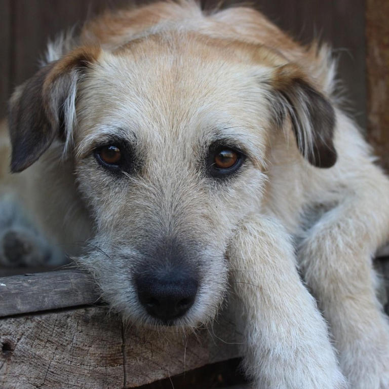 10 Cute Things Dogs Do When Theyre Actually Mad