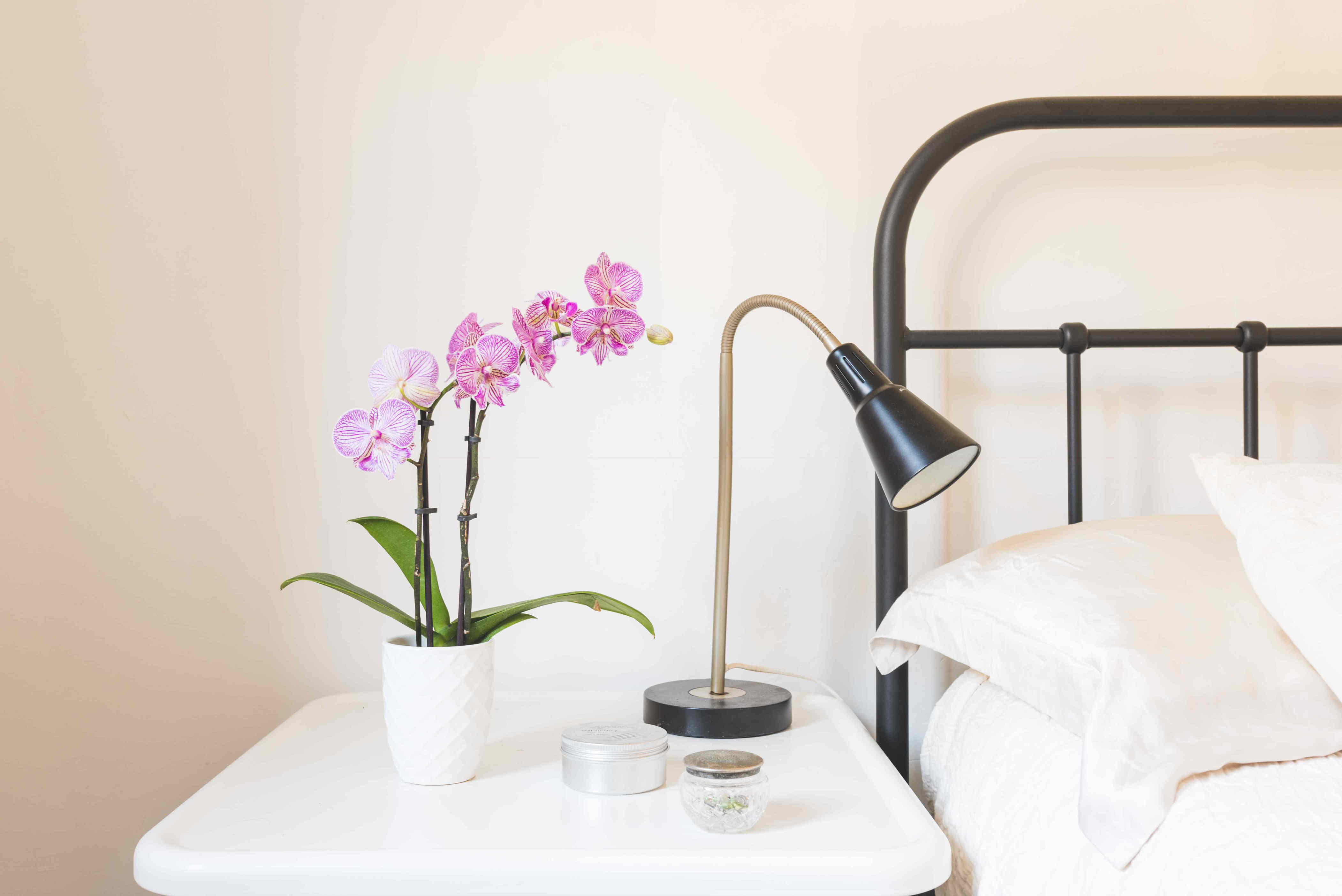 6 tips that make repotting your orchid so much easier, according to ...