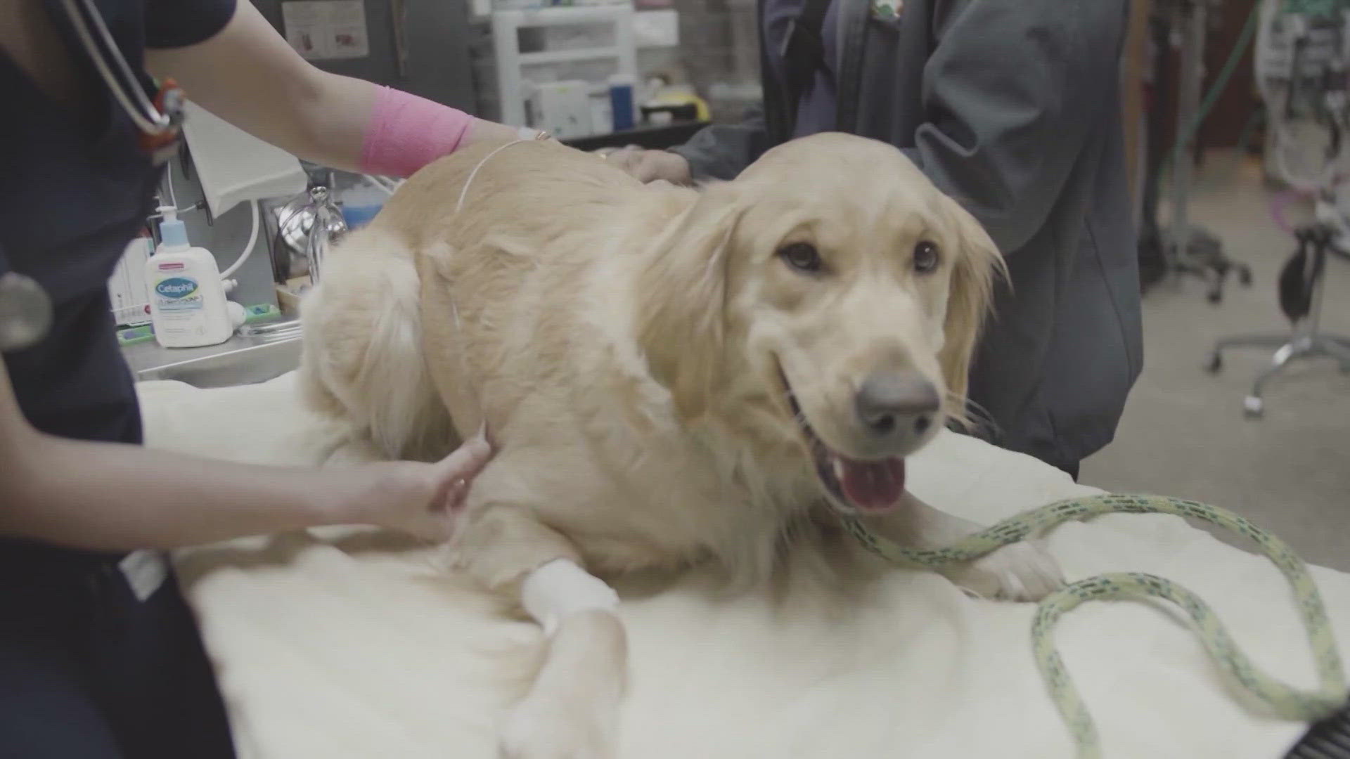 How to cut veterinary costs in 2026: Ready Pet Go!