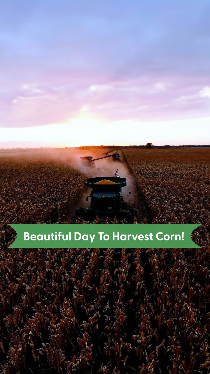 A perfect day for harvesting corn