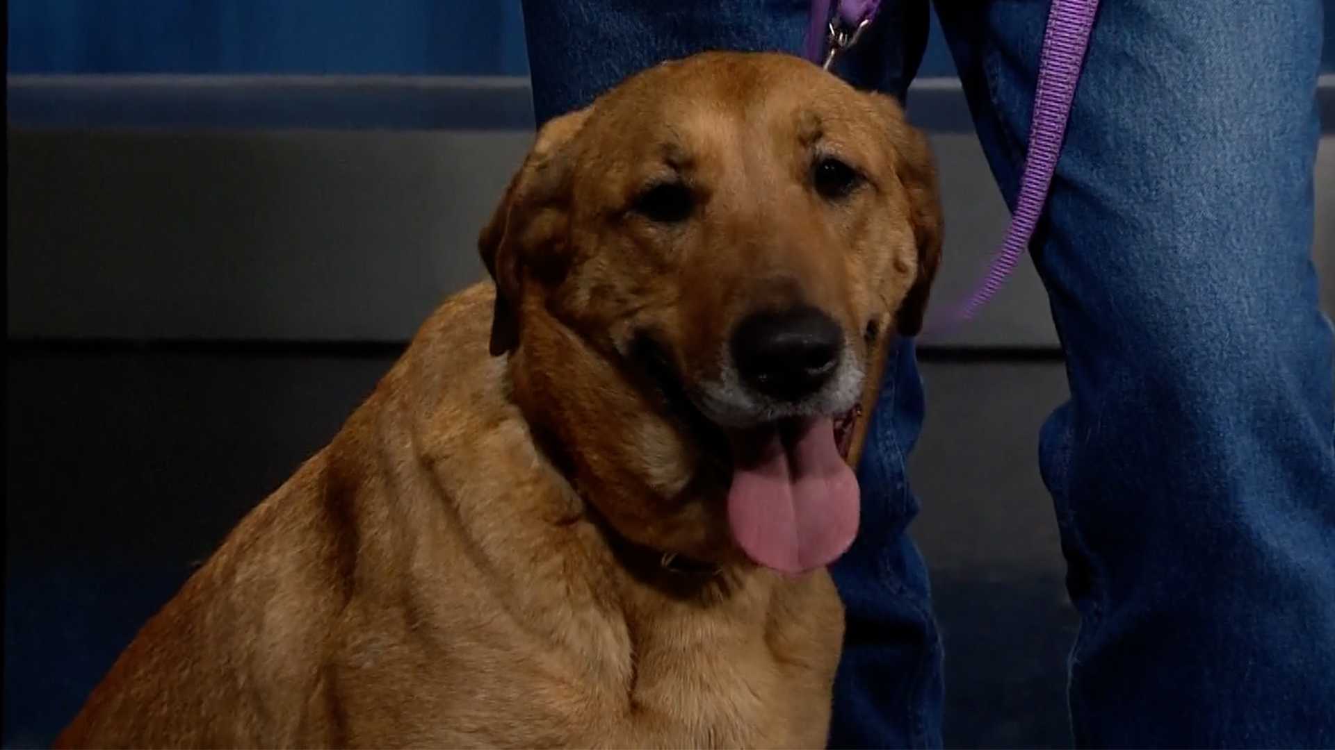 Meet Precious, our adoptable pet of the week