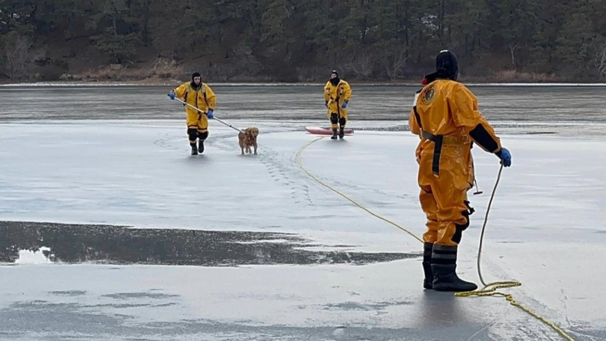 Firefighters rescued a ‘silly goose’ after she fell through the ice on ...