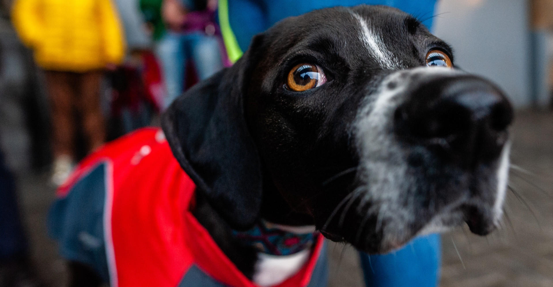 Sounds that freak dogs out