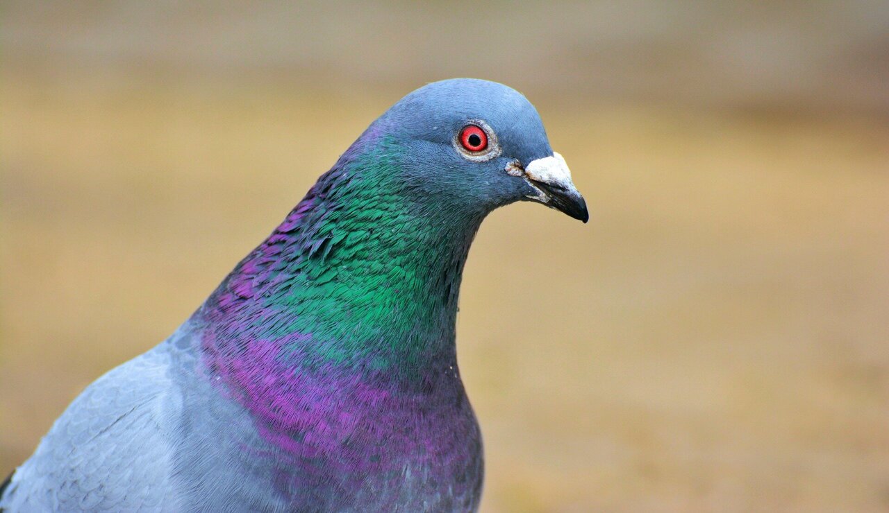 What I've learned from studying the wild pigeon