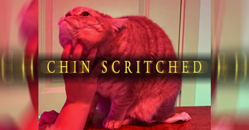 Funniest cat memes for feline fanatics