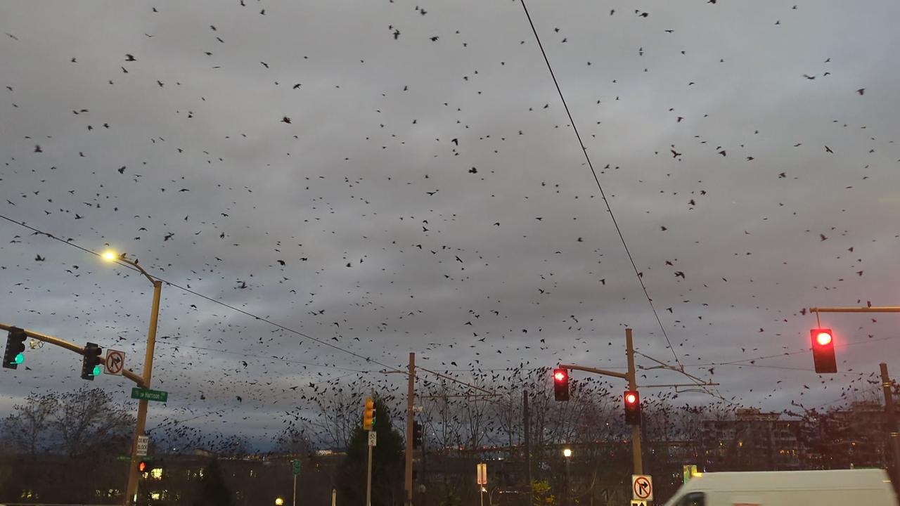 Crow city in Portland