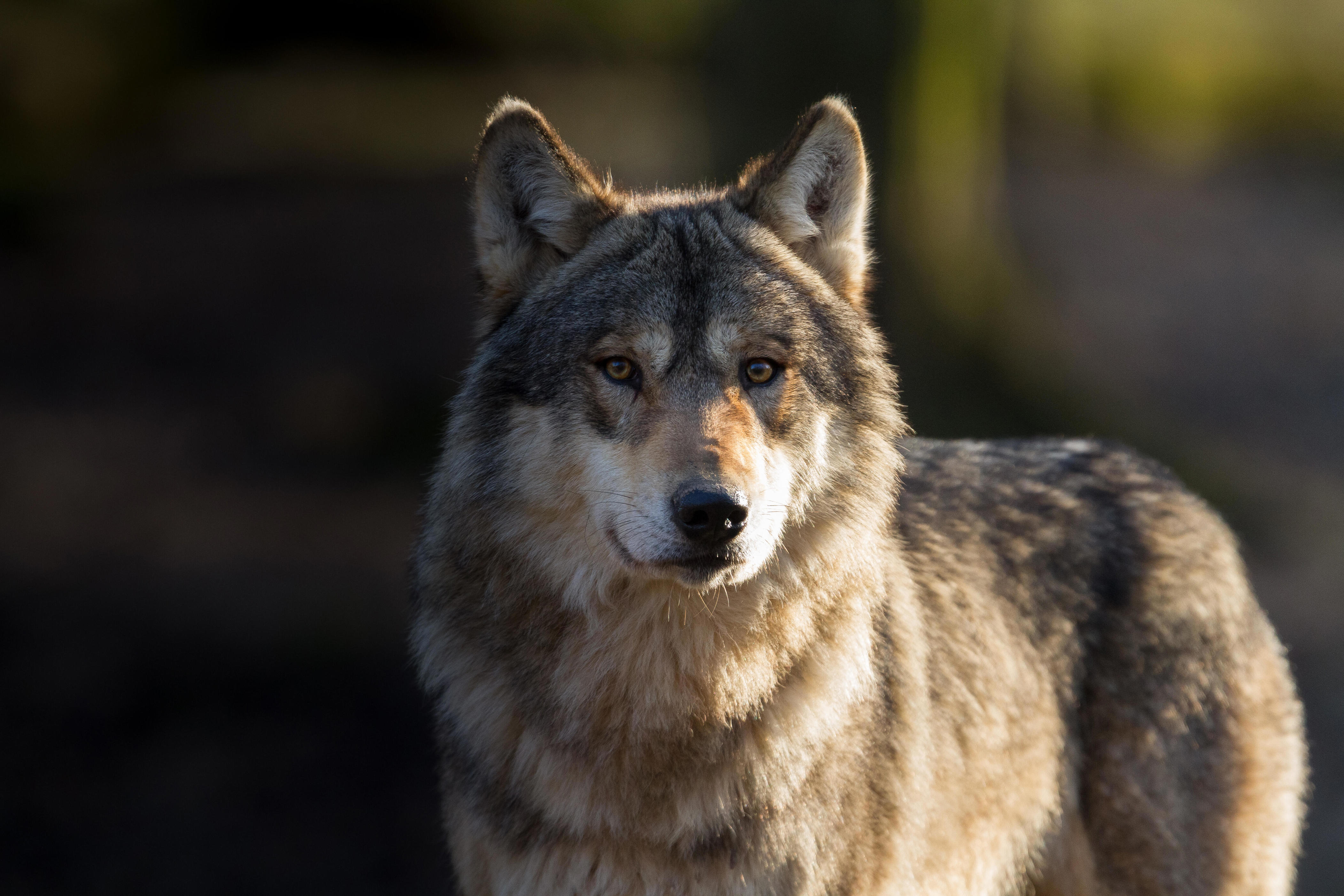 LA County boosts funding for youth 'wolf therapy' program