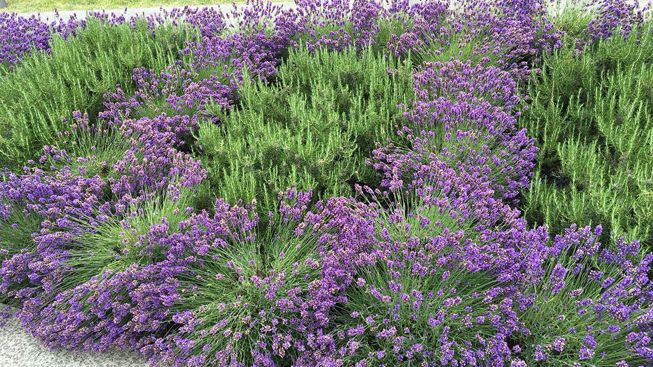 10 gardening tips for growing lavender and rosemary together