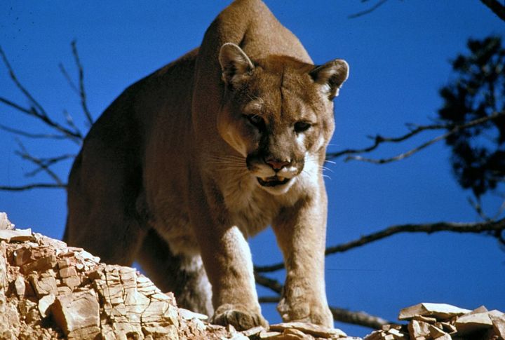 15 animals that prey on rattlesnakes