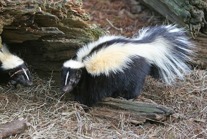 15 animals that prey on rattlesnakes