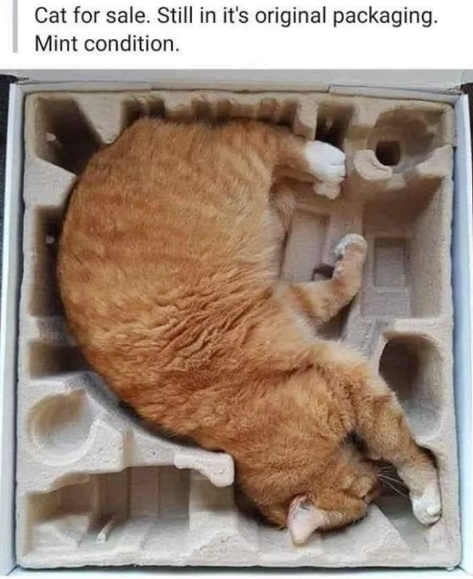 Funniest cat memes for feline fanatics