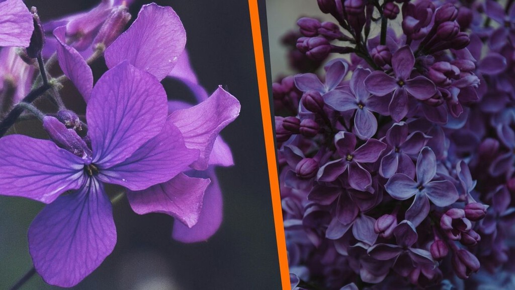 3 plantas en tonos morado para darle un toque mágico a tu casa: son muy ...