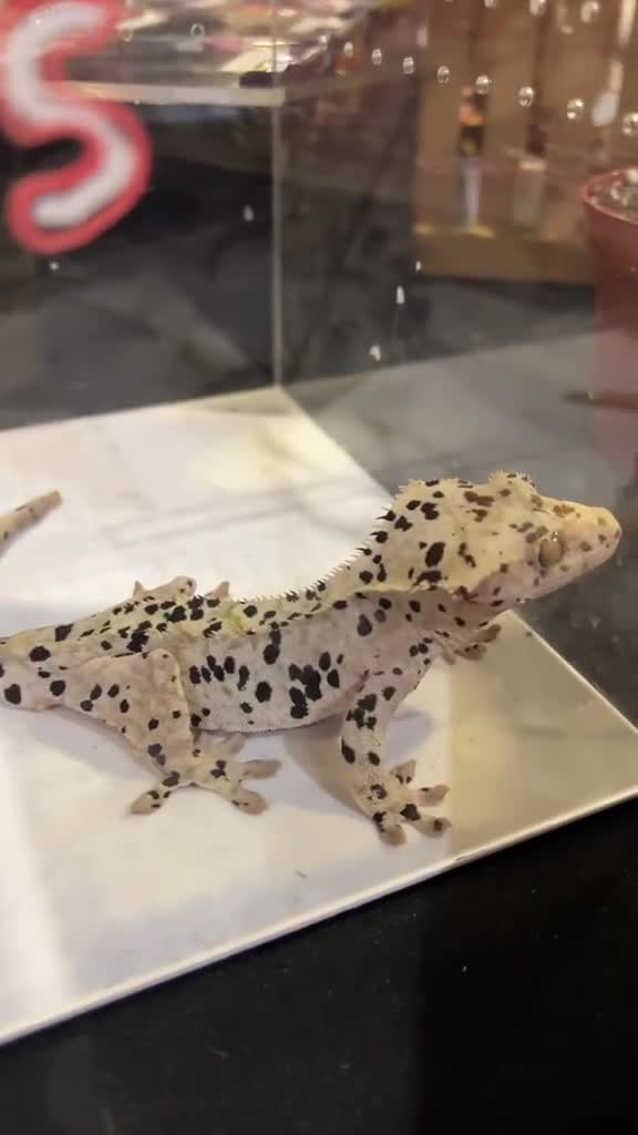 Hunting for an 8000 dollar snake at a reptile super show