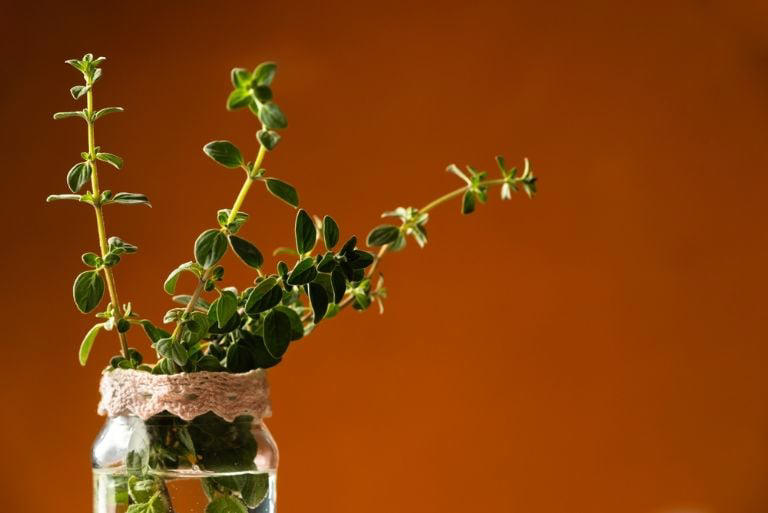 Dile adiós a las cucarachas con este repelente casero con 2 ...