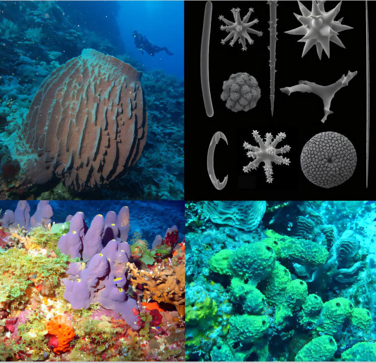 Earth's early sponges were soft: Scientists close fossil record gap