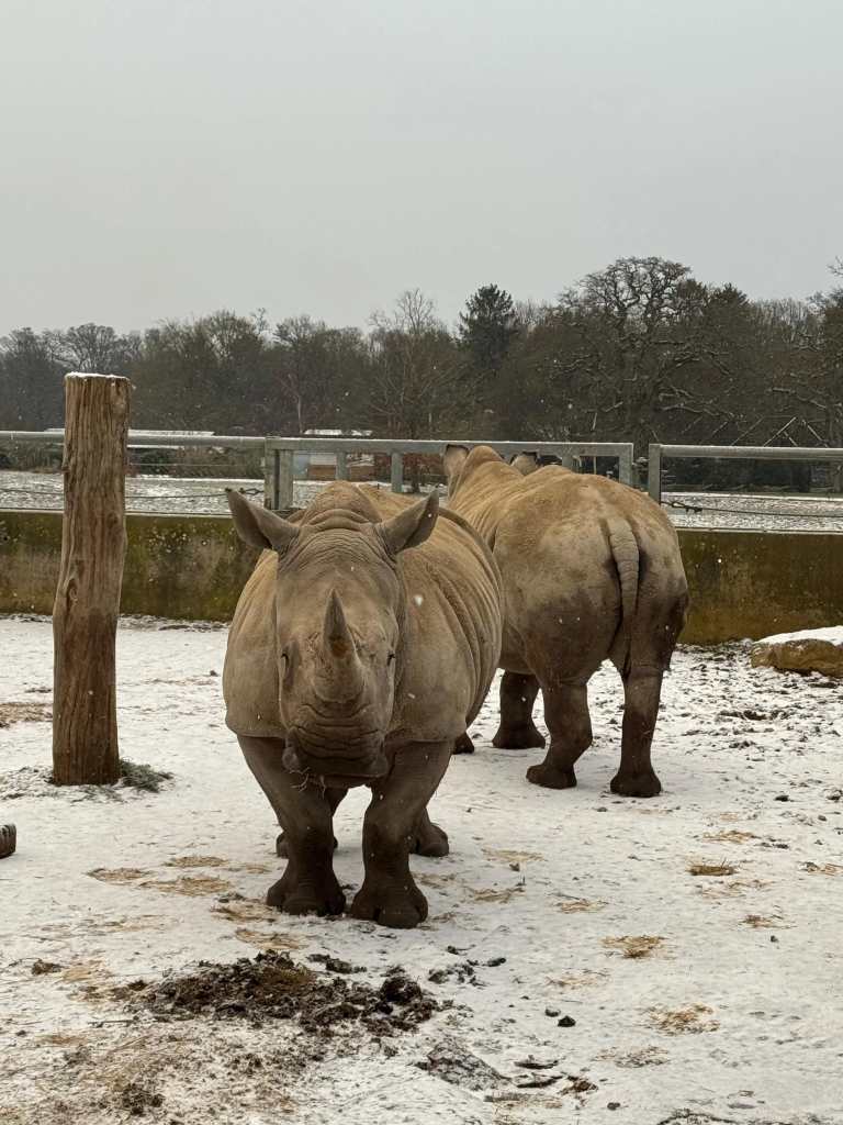Penguins and baby rhinos enjoy first snow