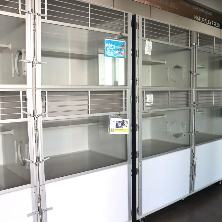 All available cats at Helen Woodward Animal Center adopted out by New ...