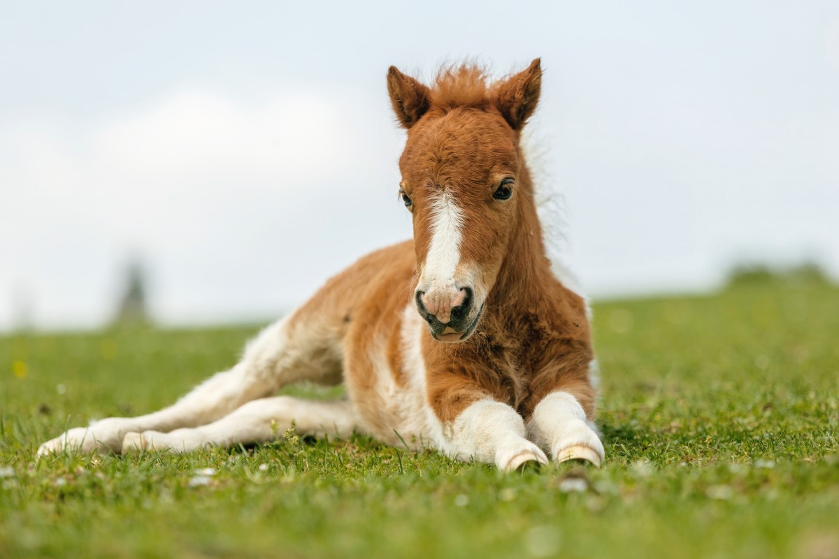 Stunning Shetland pony racing to greet mom after work is 'such a blessing'