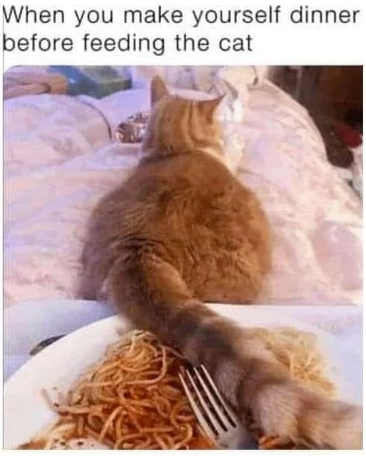 Funniest cat memes for feline fanatics