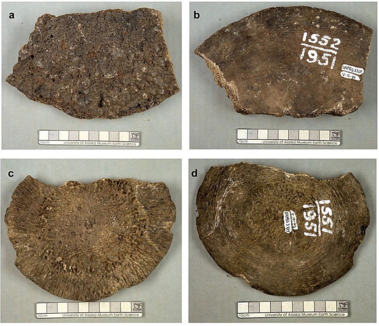 A case of mistaken identity: Mammoth fossils from Alaska turn out to ...