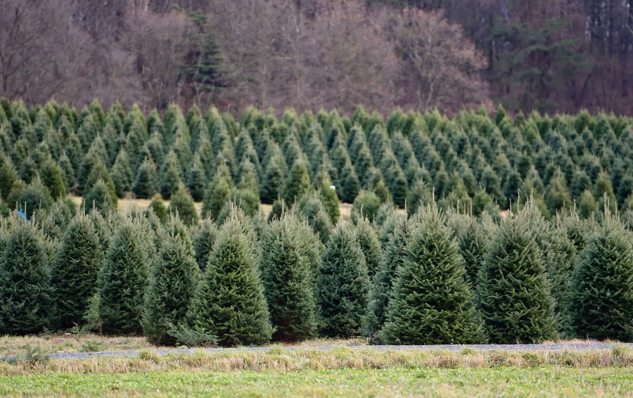 This Dauphin County farm gets rid of Christmas trees a little differently