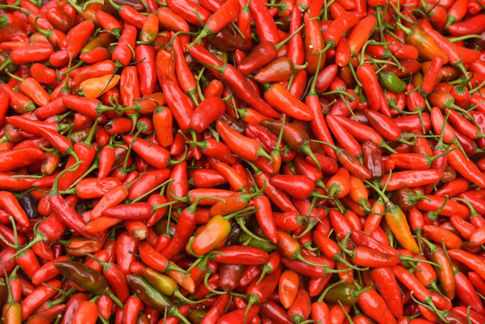 The world’s hottest peppers, and where to eat them