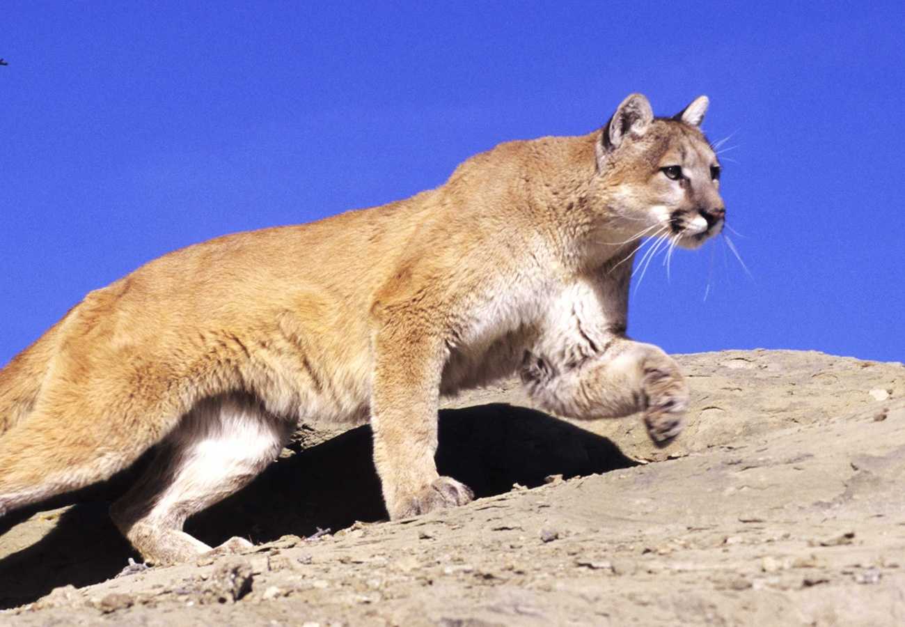 Watsonville police warn of mountain lion sighting near Main Street