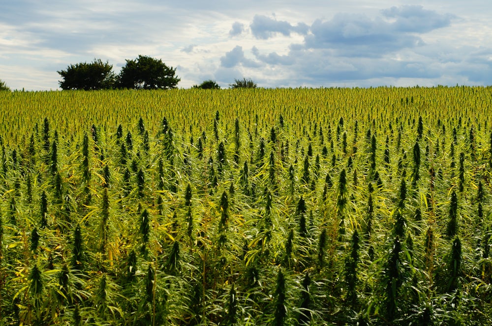 US hemp fibre exporter Heartland taps into India’s supply chain