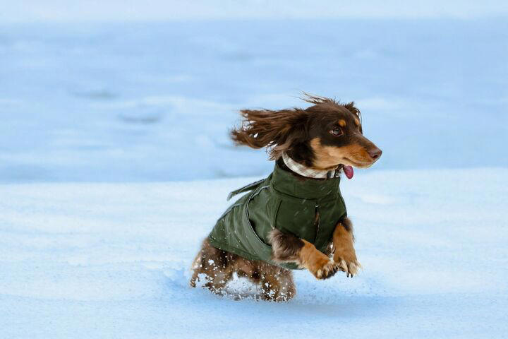 Is it ever too cold to take the pooch out?