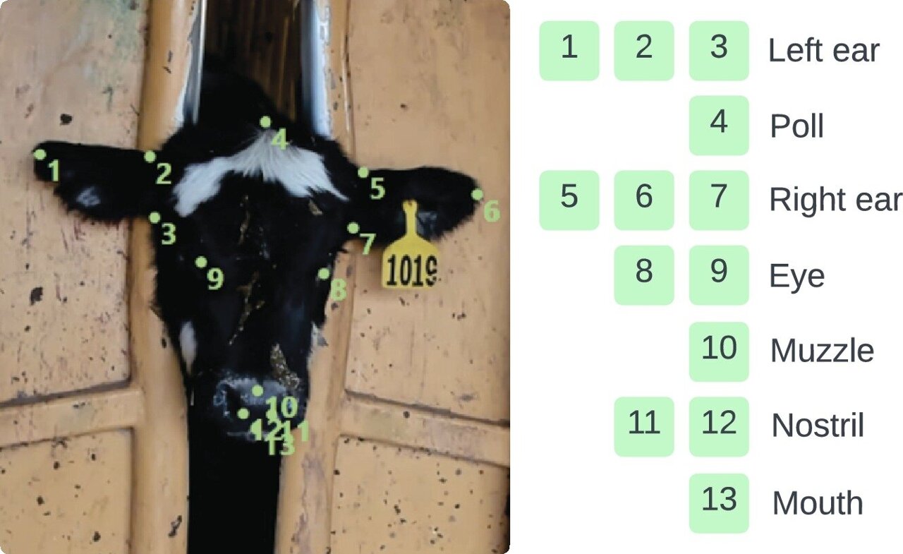 AI tool can take a cattle's temperature with only a photo