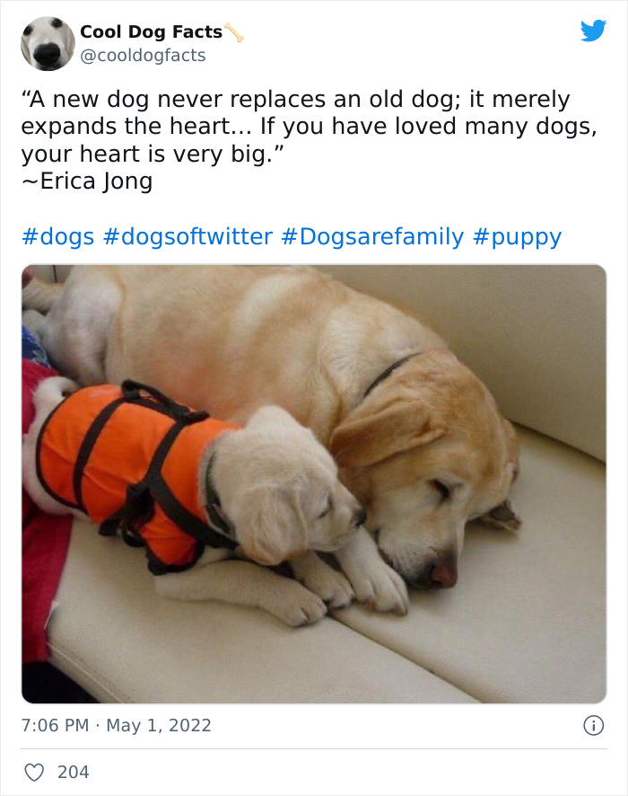 29 tweets that show dogs are truly man’s best friends, shared by this ...