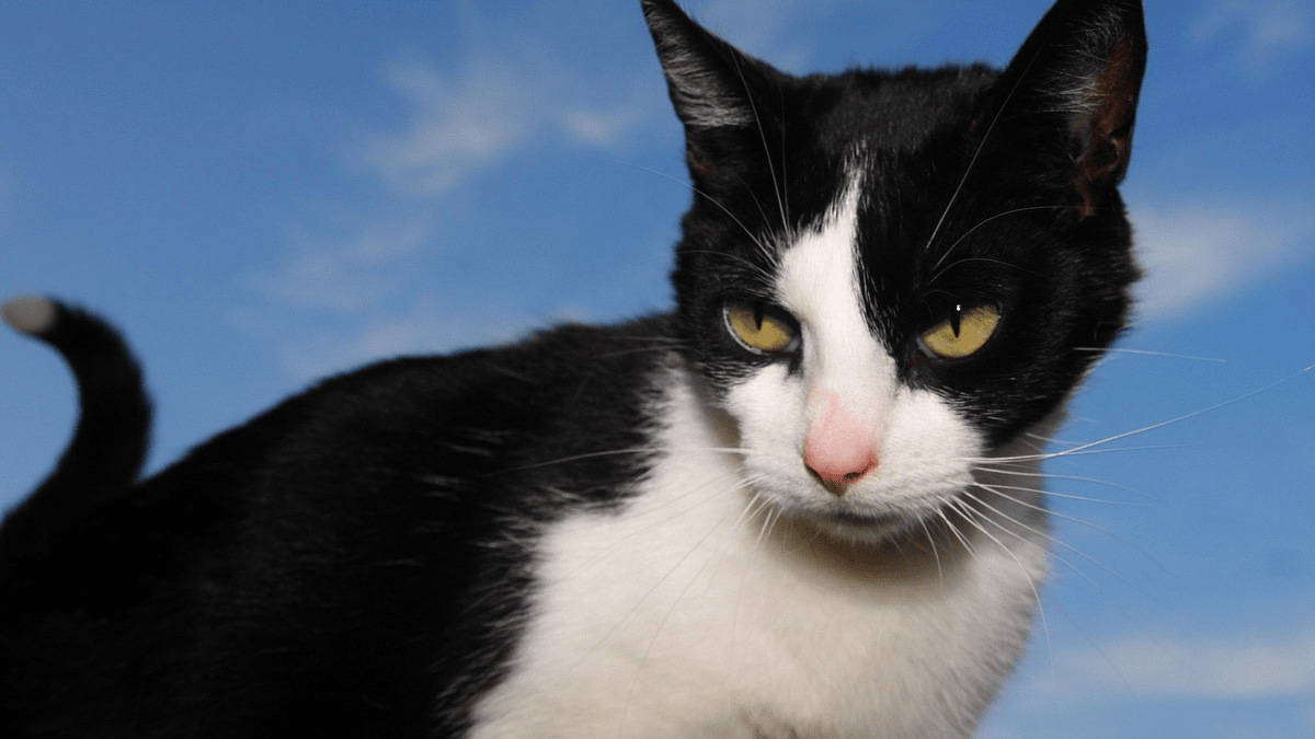 5 things you can do for your cat (if it's living its last days) so it ...